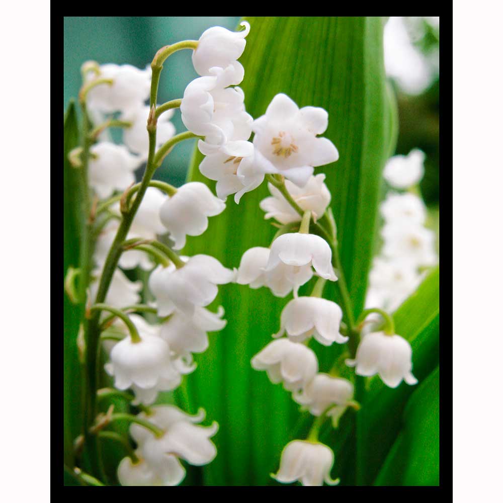 Lily of the Valley - Night Light Designs