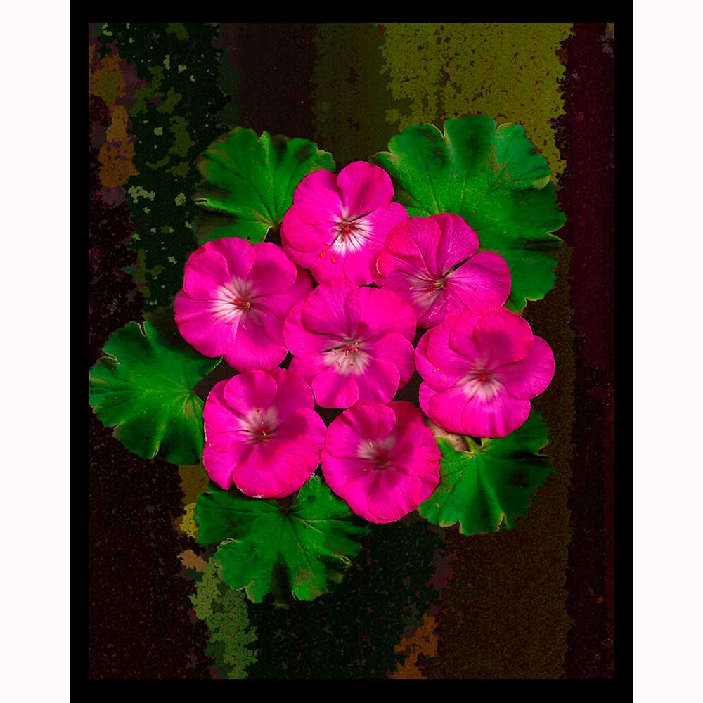 Organics - Pink Geraniums - Night Light Designs