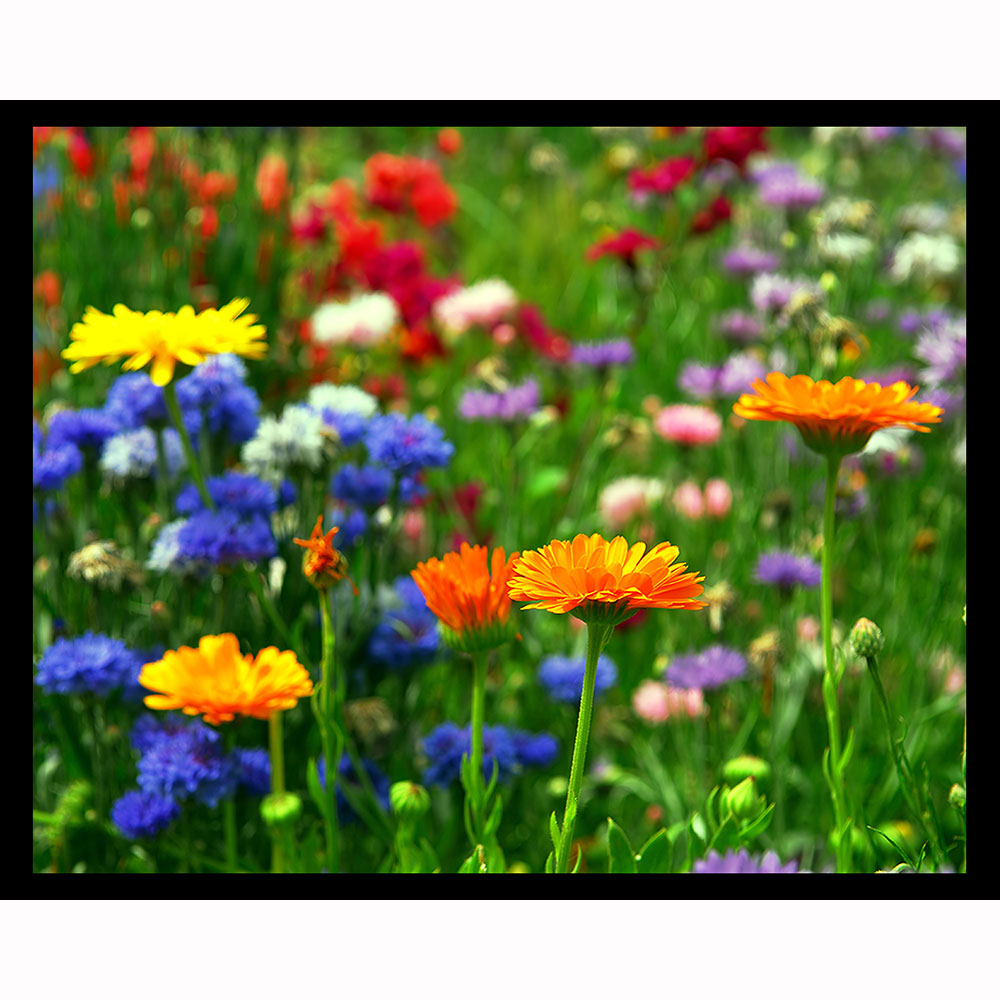 Garden Pallet - Night Light Designs