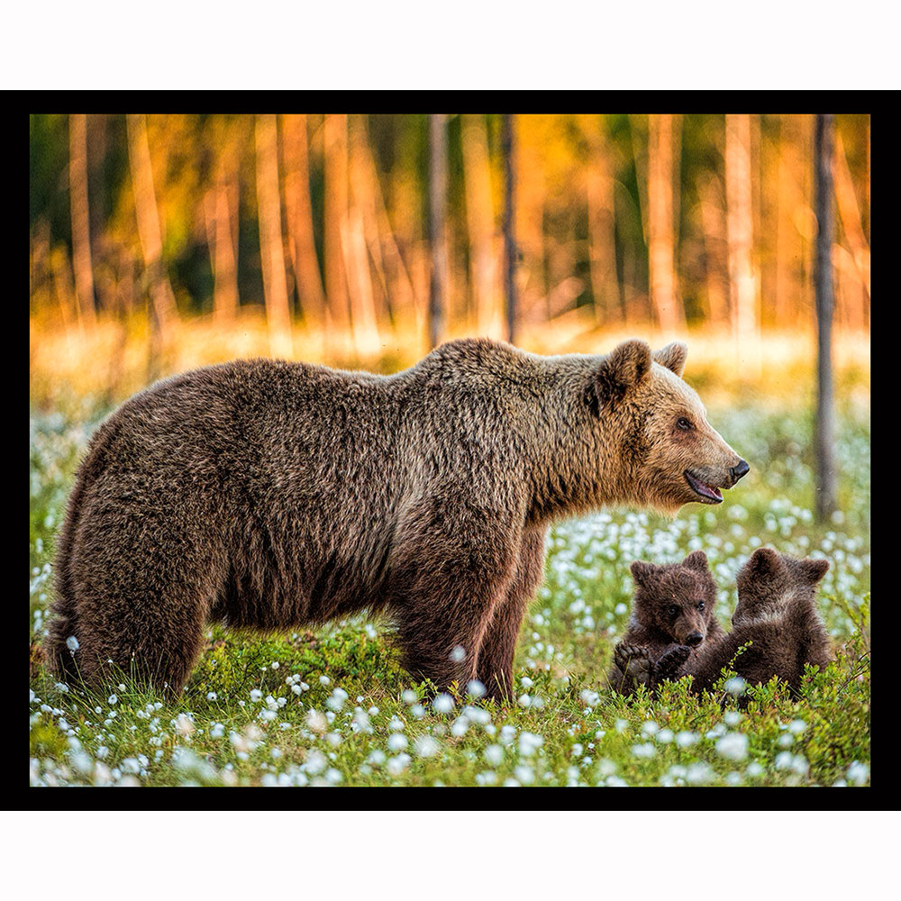 Mama Bear and Cubs - Night Light Designs