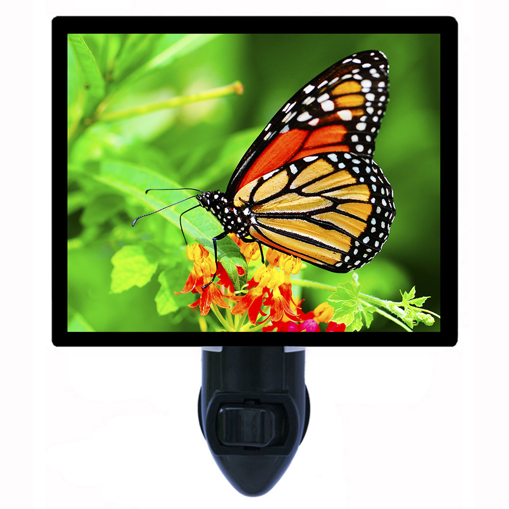 Summer Monarch - Night Light Designs
